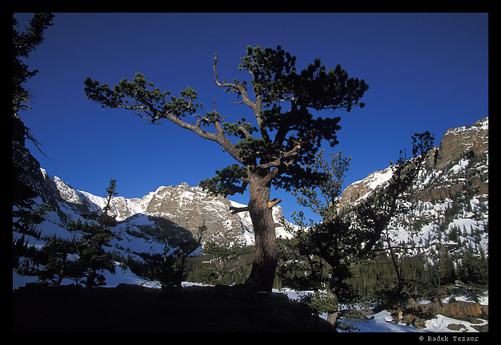 Bristlecone pine