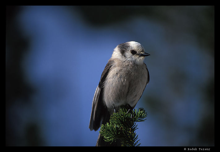 Gray Jay